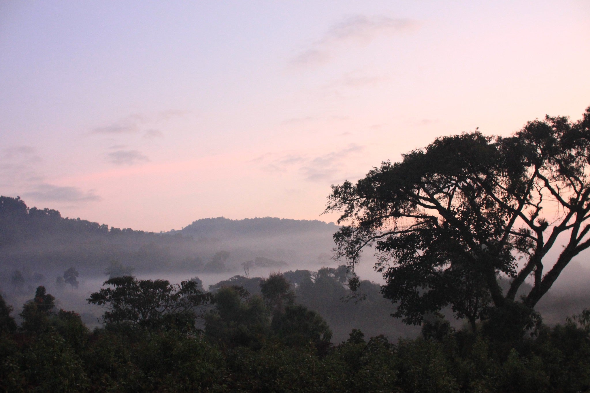 The new crop Yukro is on the shelves – Coffee Collective