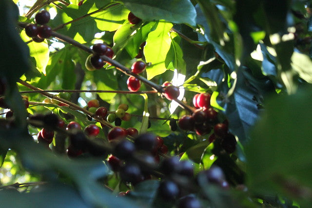 New Espresso Blend and Fresh Daterra – Coffee Collective