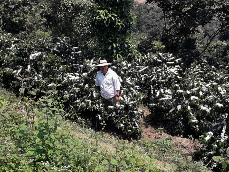 Axel Palacios – Coffee Collective